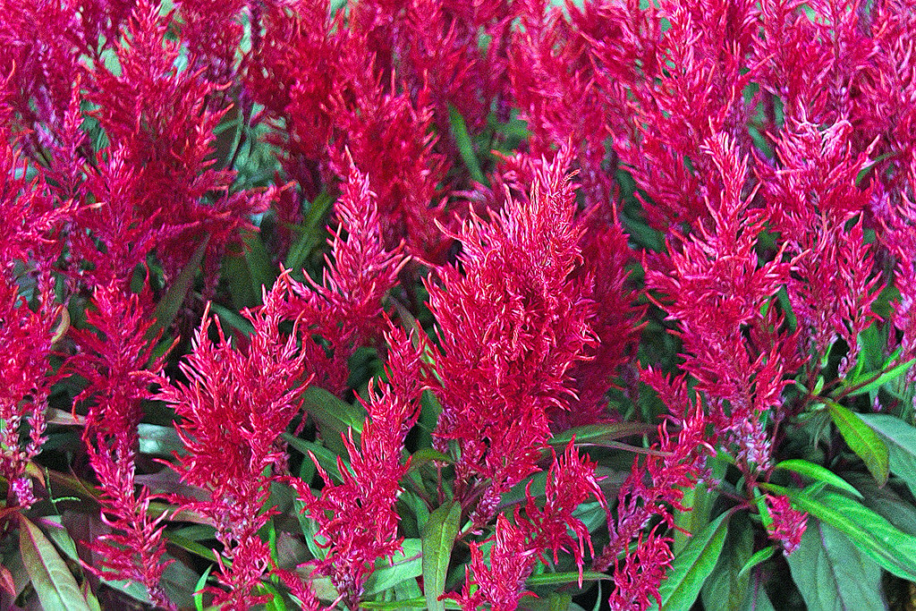 Celosia plumosa care and culture | Travaldo's blog