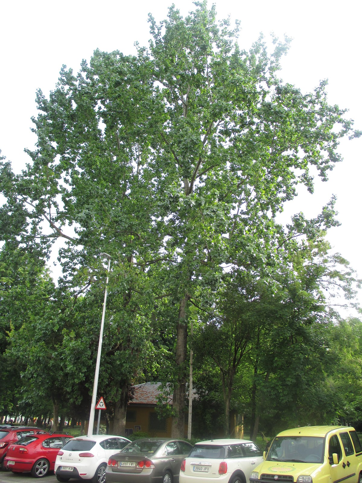 Parque Manuel Barquín: Chopo del Canadá 4x31