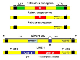 BIOLOGOCALENTANO: TRANSPOSICION