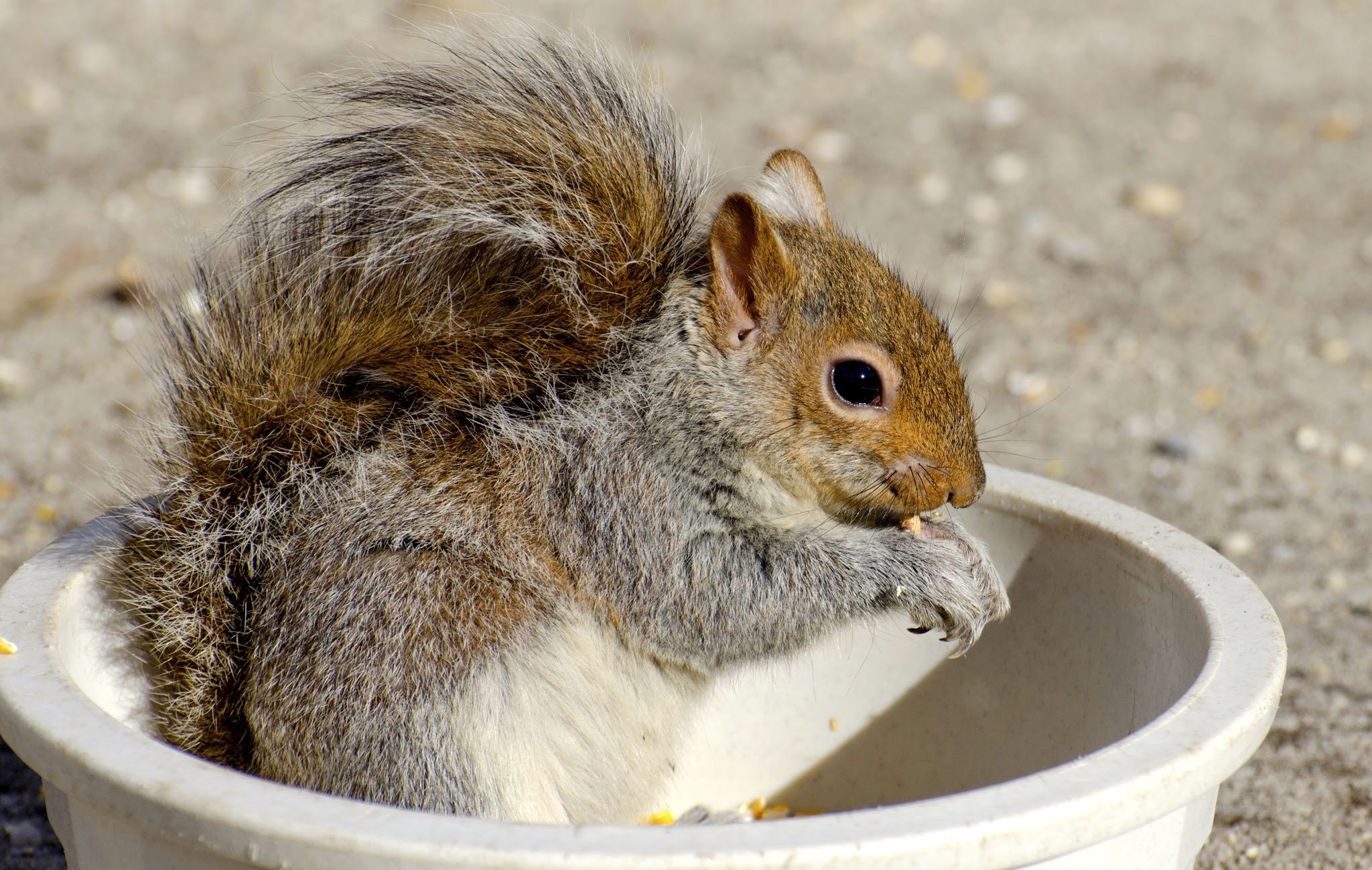 Urban Wildlife Guide: An Unusual Squirrel
