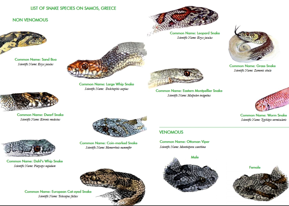 Τα φίδια της Σάμου - The snakes of Samos | ΜΠΑΛΟΣ