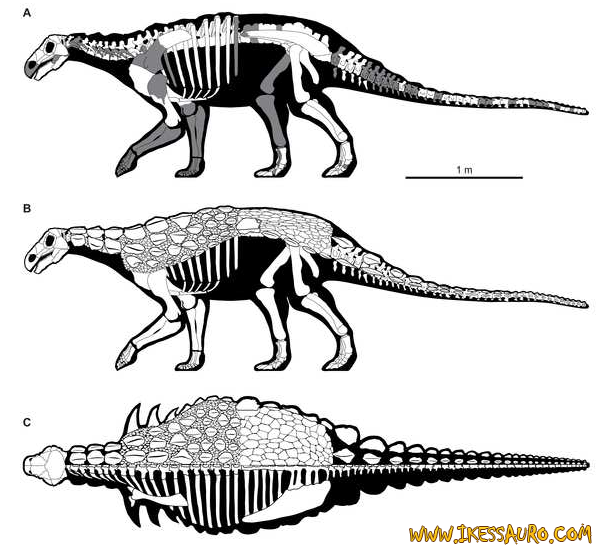 Europelta carbonensis: um novo anquilossaurídeo europeu | Ikessauro