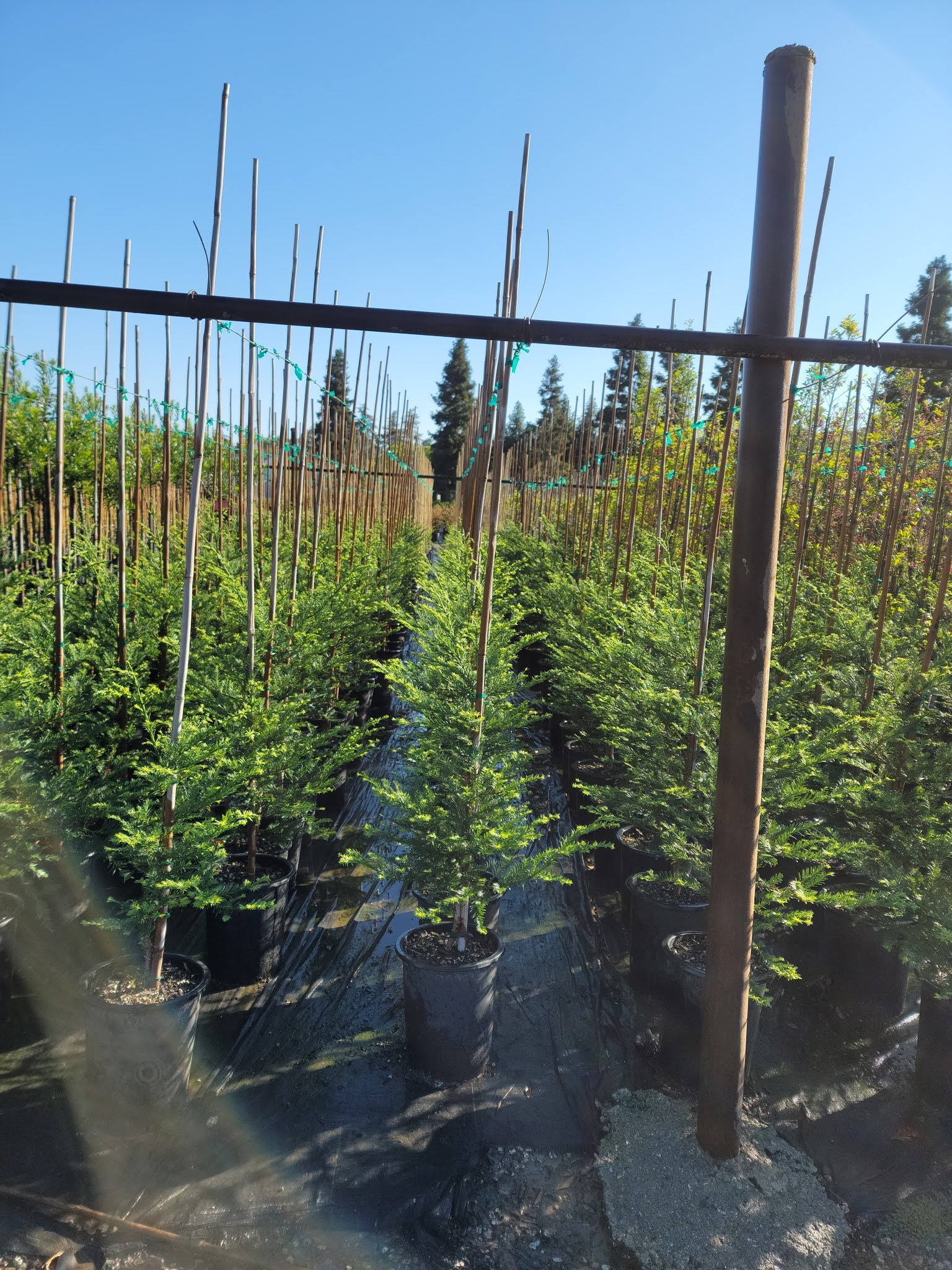 Recent Plant Photos at Western Tree Nursery: Sequoia Aptos Blue #5 ...