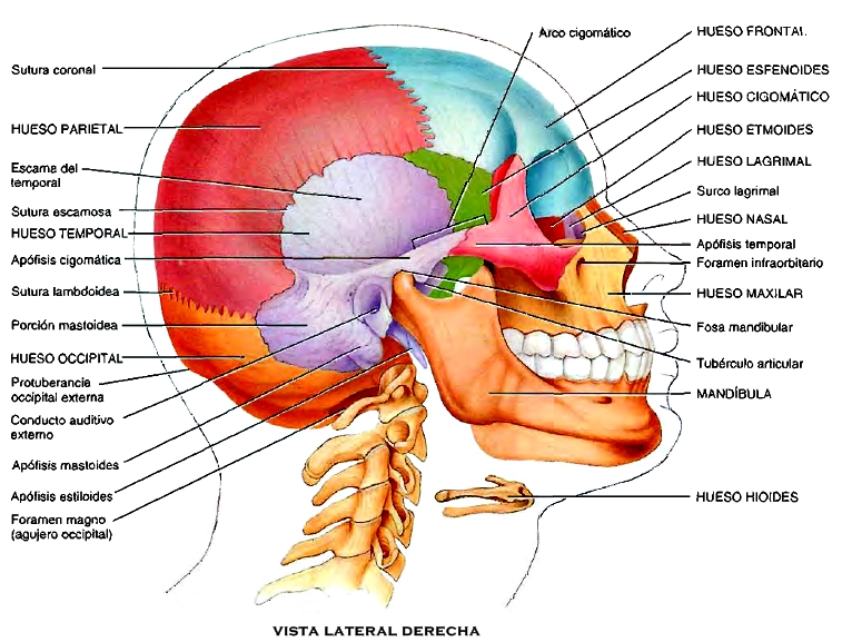 Osteopatia Cráneo-Sacral