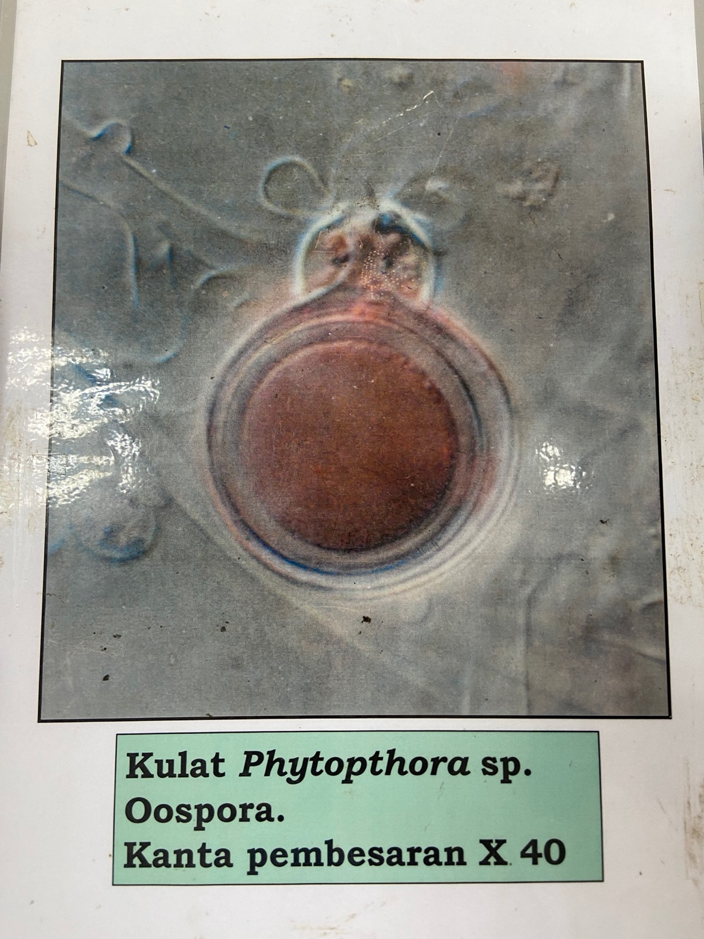 Plant Microbiology Diary: LAB PRACTICAL 4: Introduction to Fungi