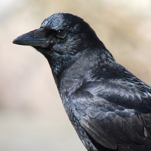 Imágenes de Pájaros: Cuervos