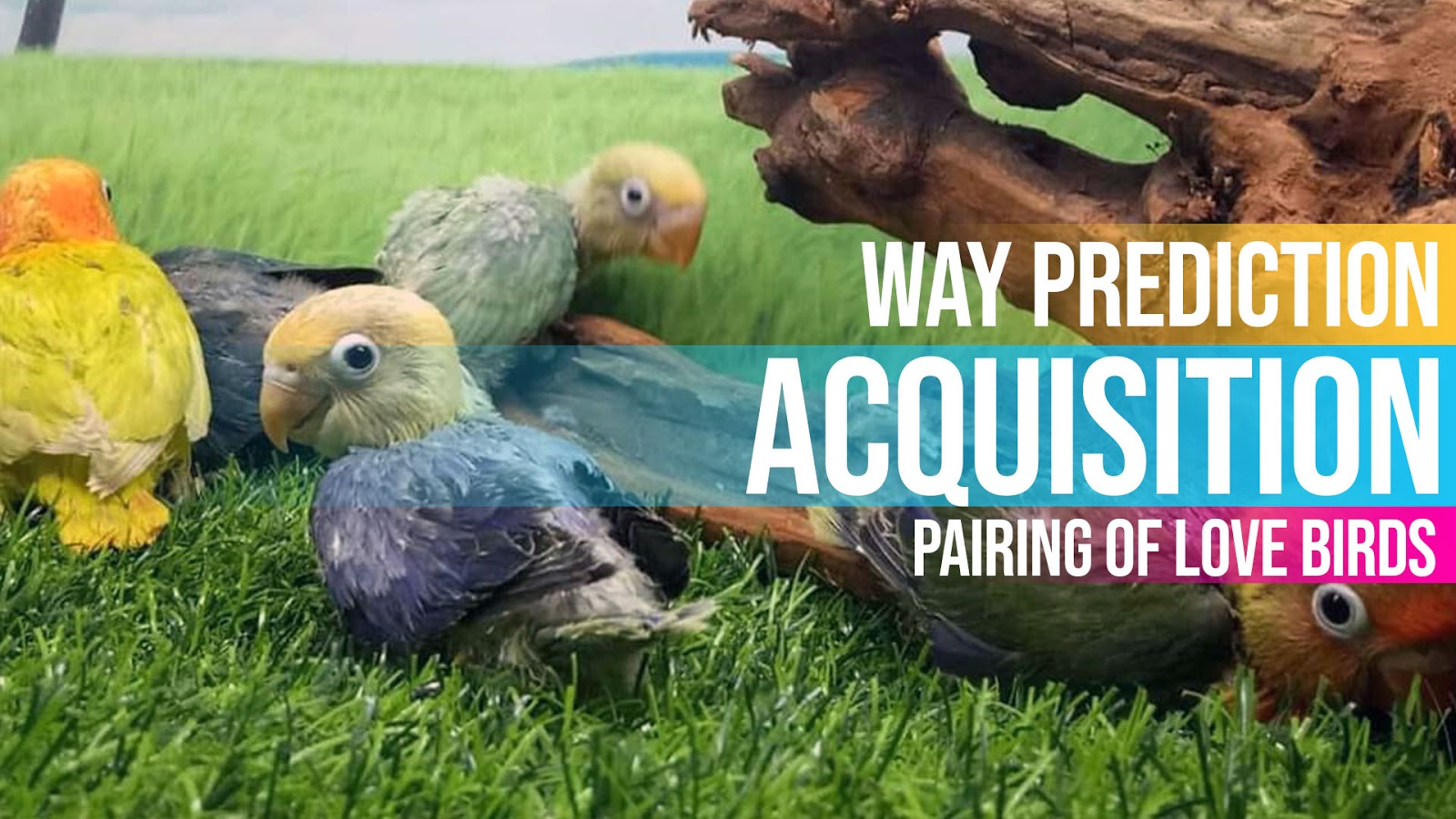 Way Prediction Acquisition Pairing of Love Birds WIth Genetic ...
