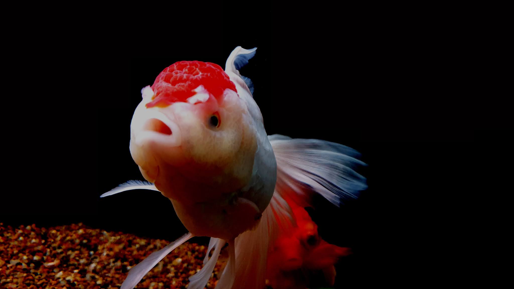 Goldfish 4K HD Wallpapers / Backgrounds