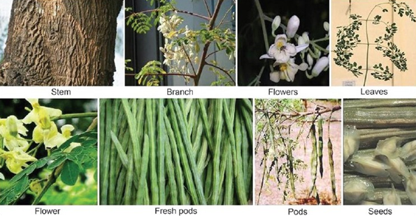 Miracle Tree: Sargavo (Moringa Oleifera)