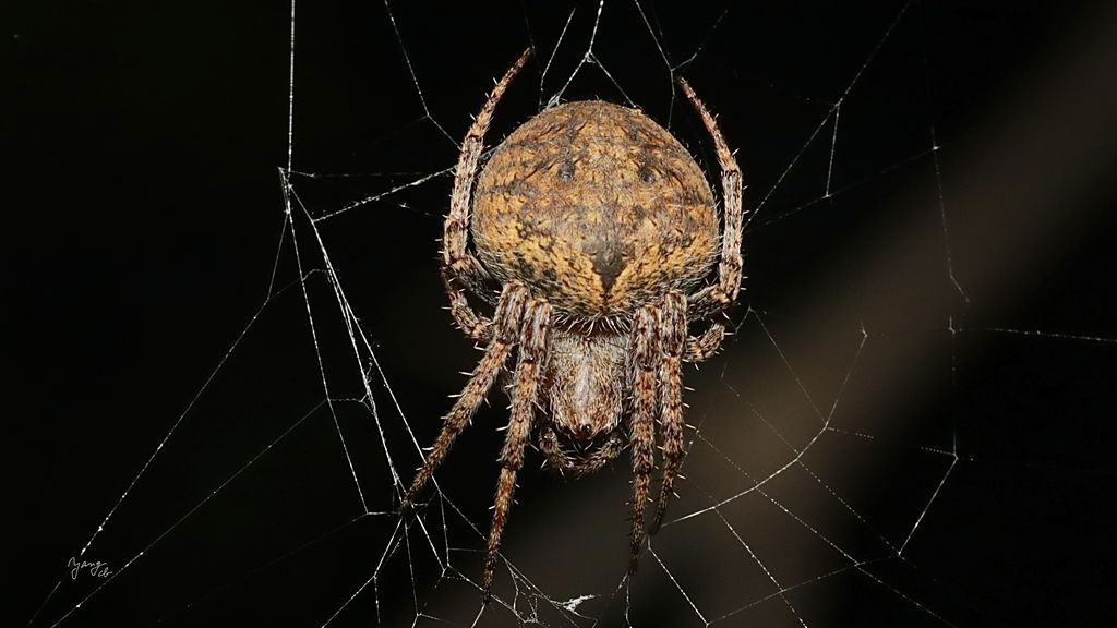 楊全斌: 茶色姬鬼蛛Neoscona punctigera