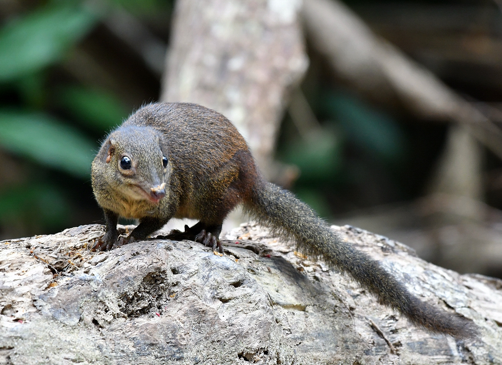 The Life Journey in Photography: Jungle Squirrel @ Bukit Antarabangsa ...