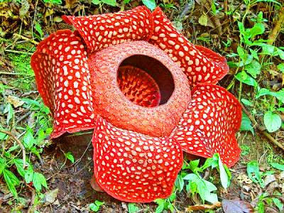 indonesia warna warni: Bunga Rafflesia Arnoldi