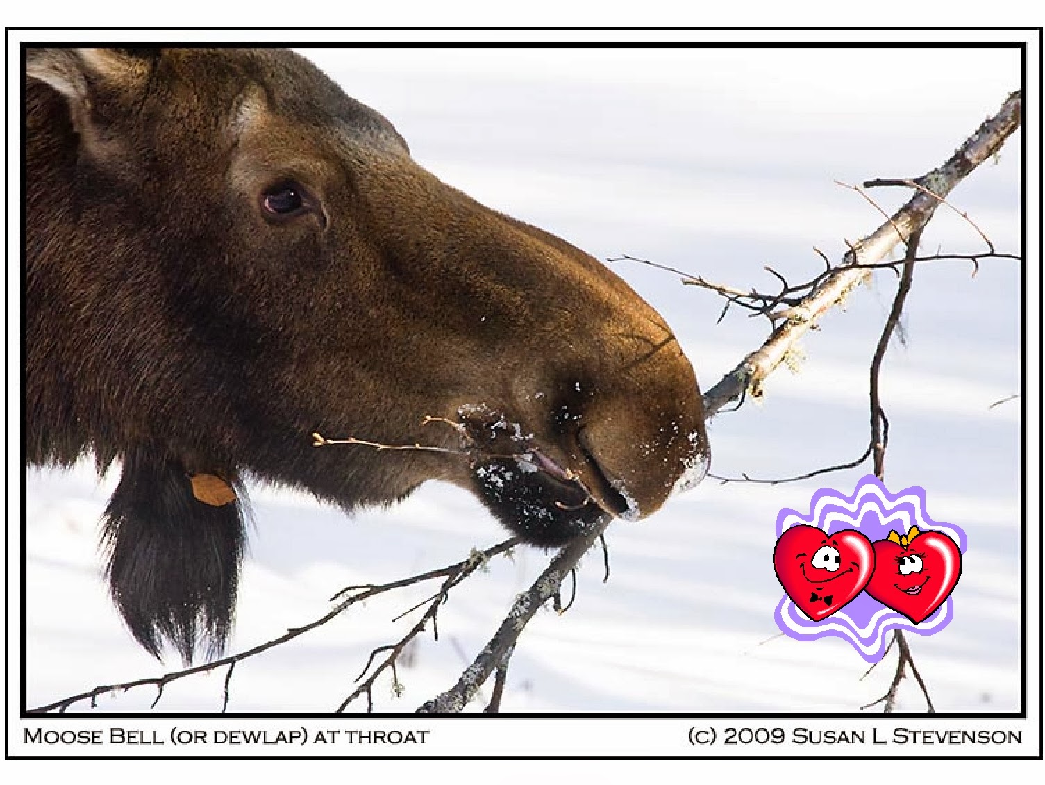 Moose Musings from THE MOOSE ROOM!: Enjoy the magnificence of the moose!