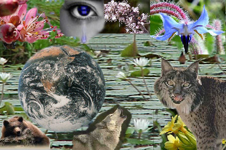 Desde las gavetas de mi escritorio: Diferencias principales entre los ...