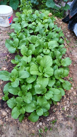 SAWI BUNGA MANIS - Rangkuman Cara Bertanam Lengkap