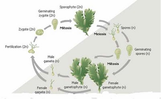Bioder4ever: SIKLUS HIDUP ULVA, ULUTHRIX, DAN VOLVOX CIRI-CIRI UMUM ...