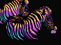Animation Bundle: Animated Zebra Gifs See Zebra Animations and Gif ...
