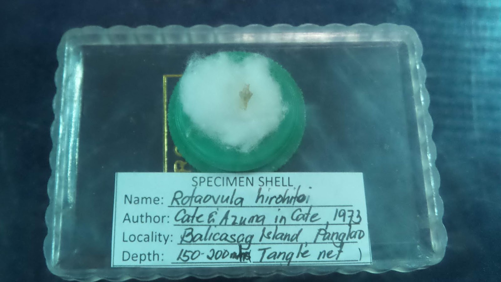 Trails and Travelogues: The (Nova) Shell Museum