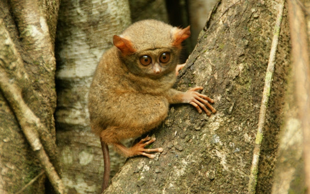 Kera Hantu Spesies Langka Yang Hanya Ada di Indonesia - JEMBER BAGUS