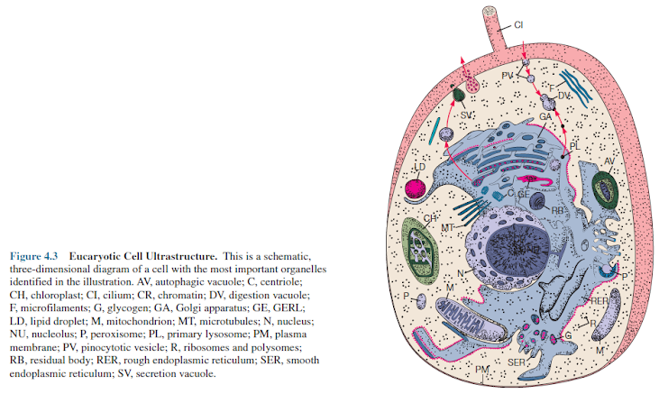 Microbiology Notes: Eucaryotic Cell Structure and Function