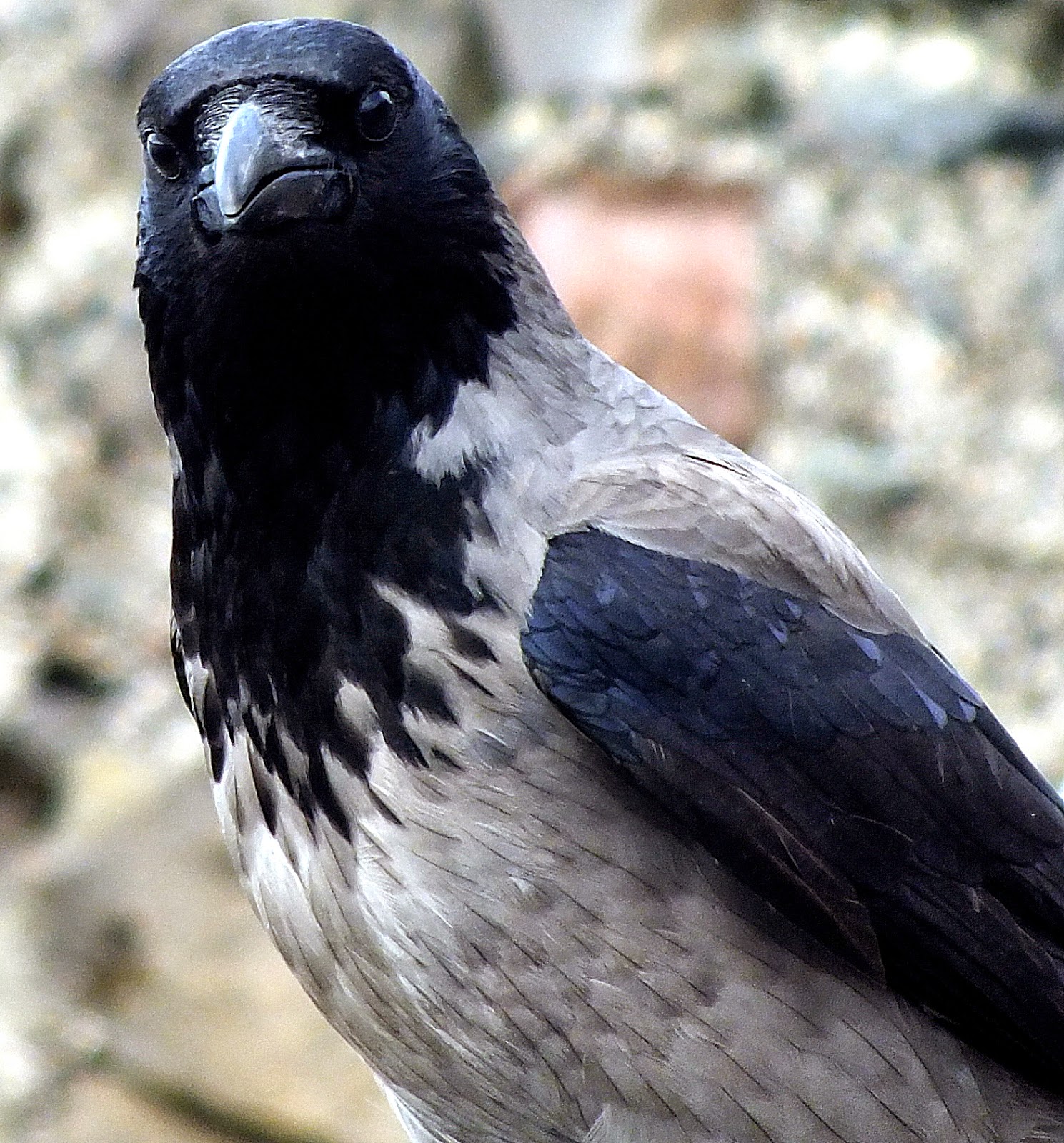 Tick 'n' go Birding: Hooded Crows + in Scotland