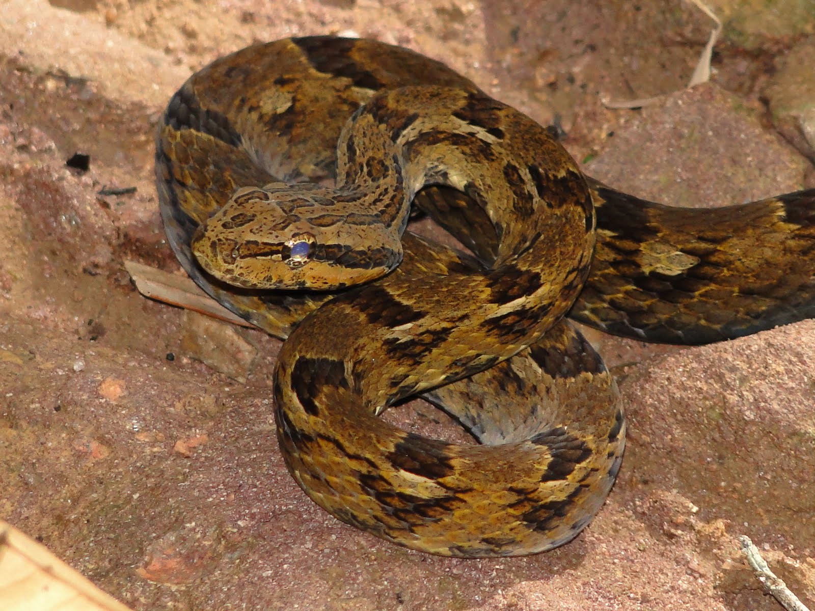 Duba Aventureiros.com: SPITZKOPFT - Blumenau SC