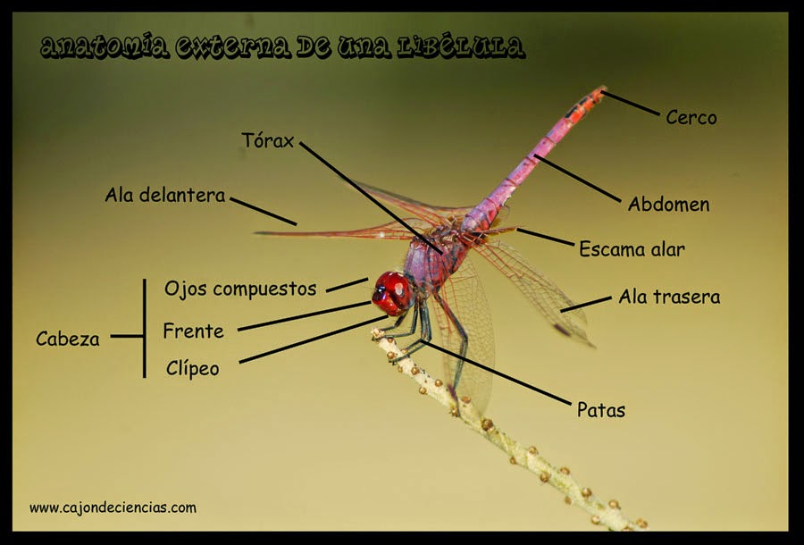LOS INVERTEBRADOS: LA LIBÉLULA