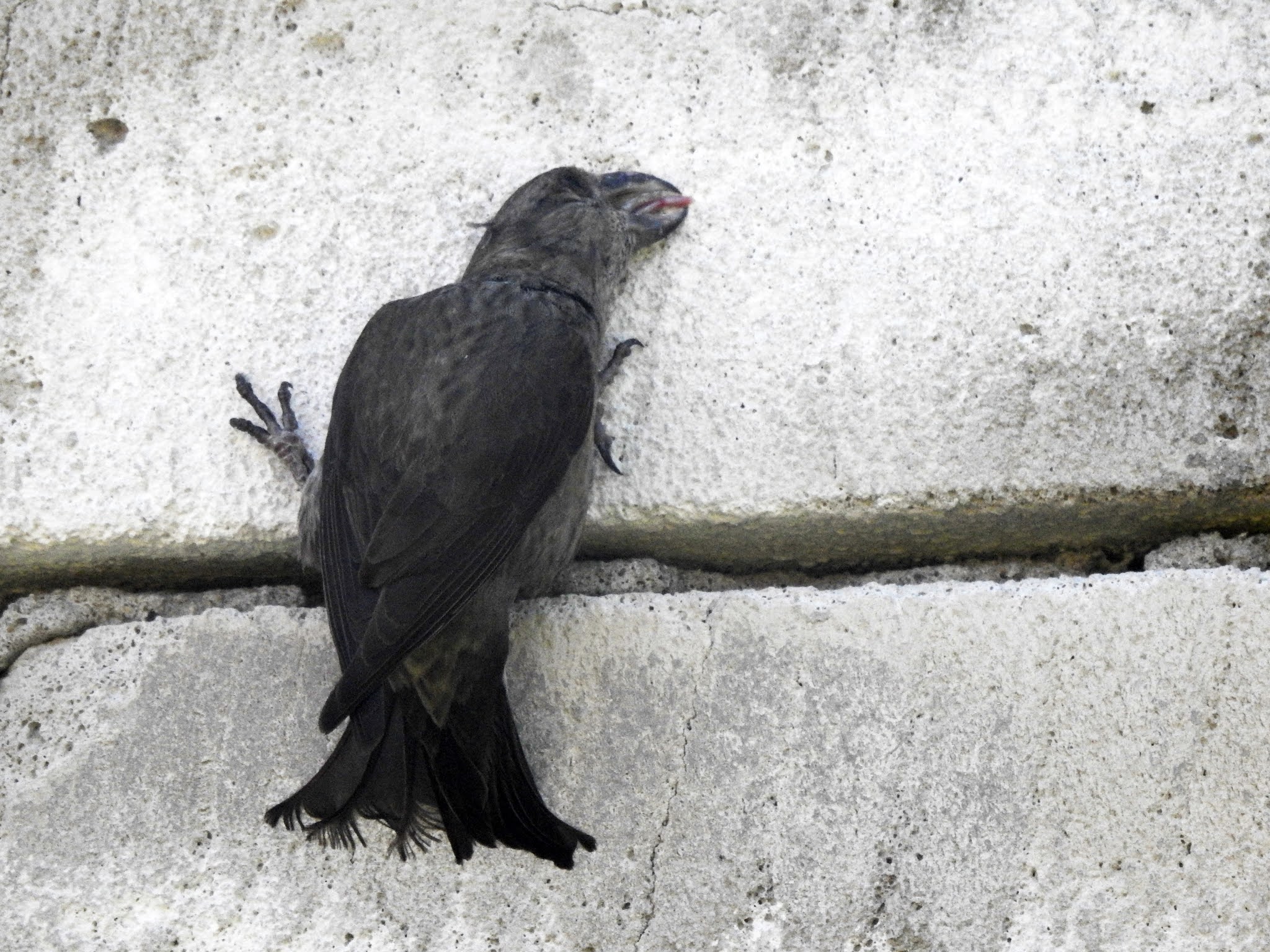 PASARI DIN ROMANIA: FORFECUTA (1), Loxia curvirostra