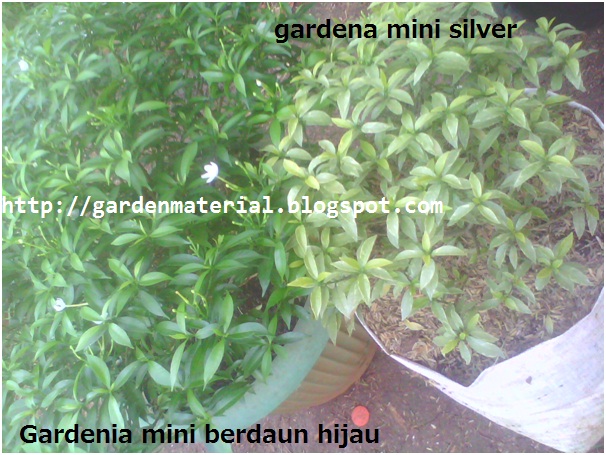 Fantastis 28+ Gambar Bunga Melati Mini - Gambar Bunga Indah