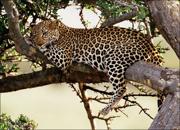 THE ANIMAL WILDLIFE: MACAN TUTUL JAWA (java leopard_panthera pardus melas)