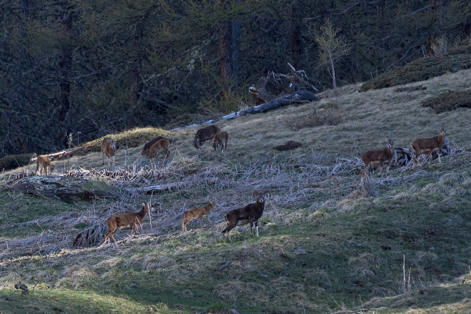 4 passi in Val di Sole: 100 e più mufloni in Val di Strino