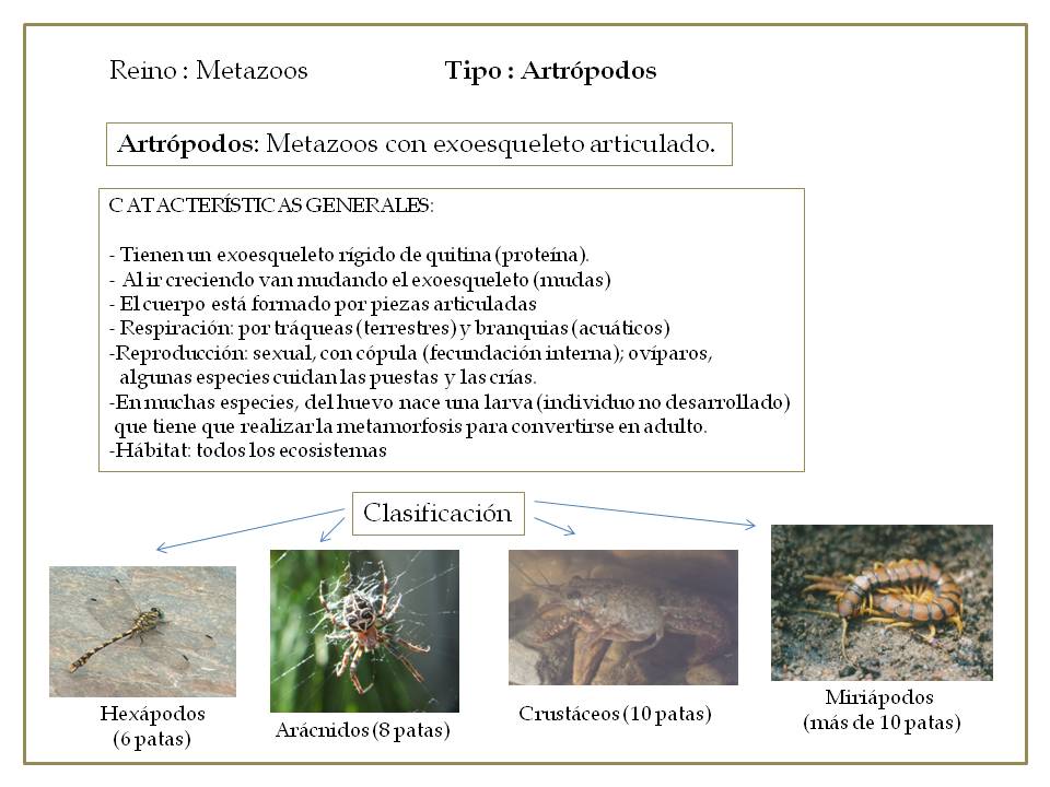 1ºESO Metazoos : Artrópodos