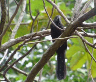 Bellas Aves de El Salvador: Crotophaga sulcirostris (pijuyo ...