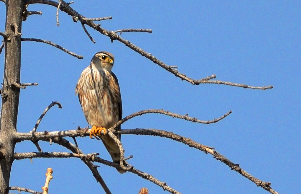 Turbo's Track and Photo Tour: Willet, YHBB, American Pipit, Merlin ...