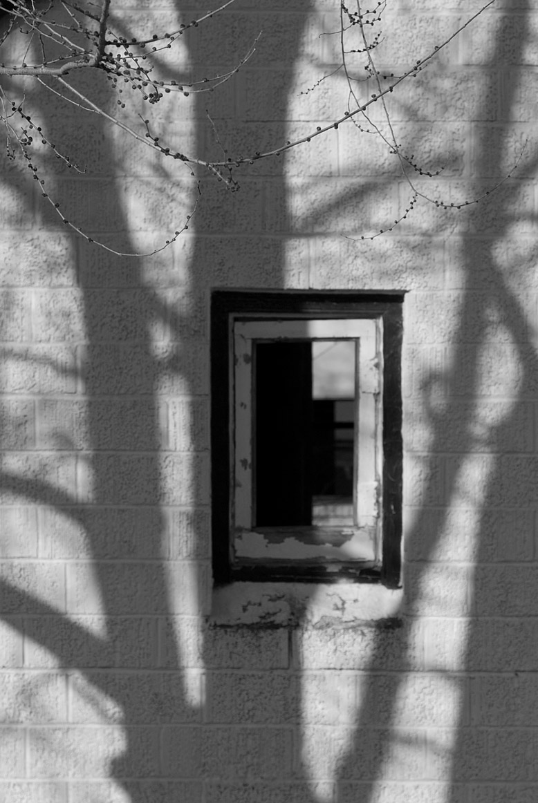 CHUYỆN ĐÂU ĐÂU: Robert Frost –Tree at my Window