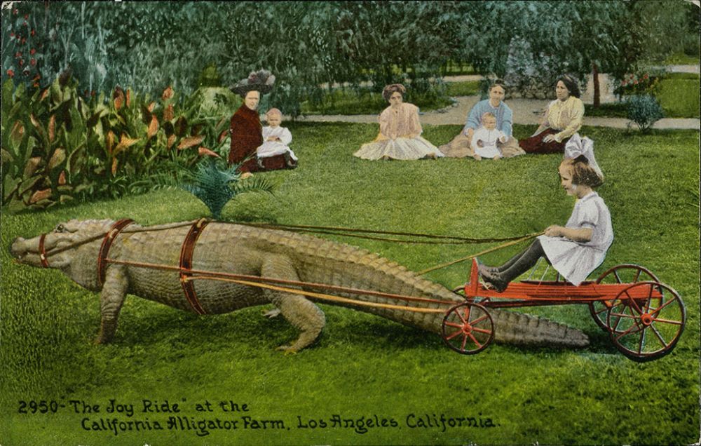 When Kids Played With Alligators in Los Angeles in the Early 20th ...