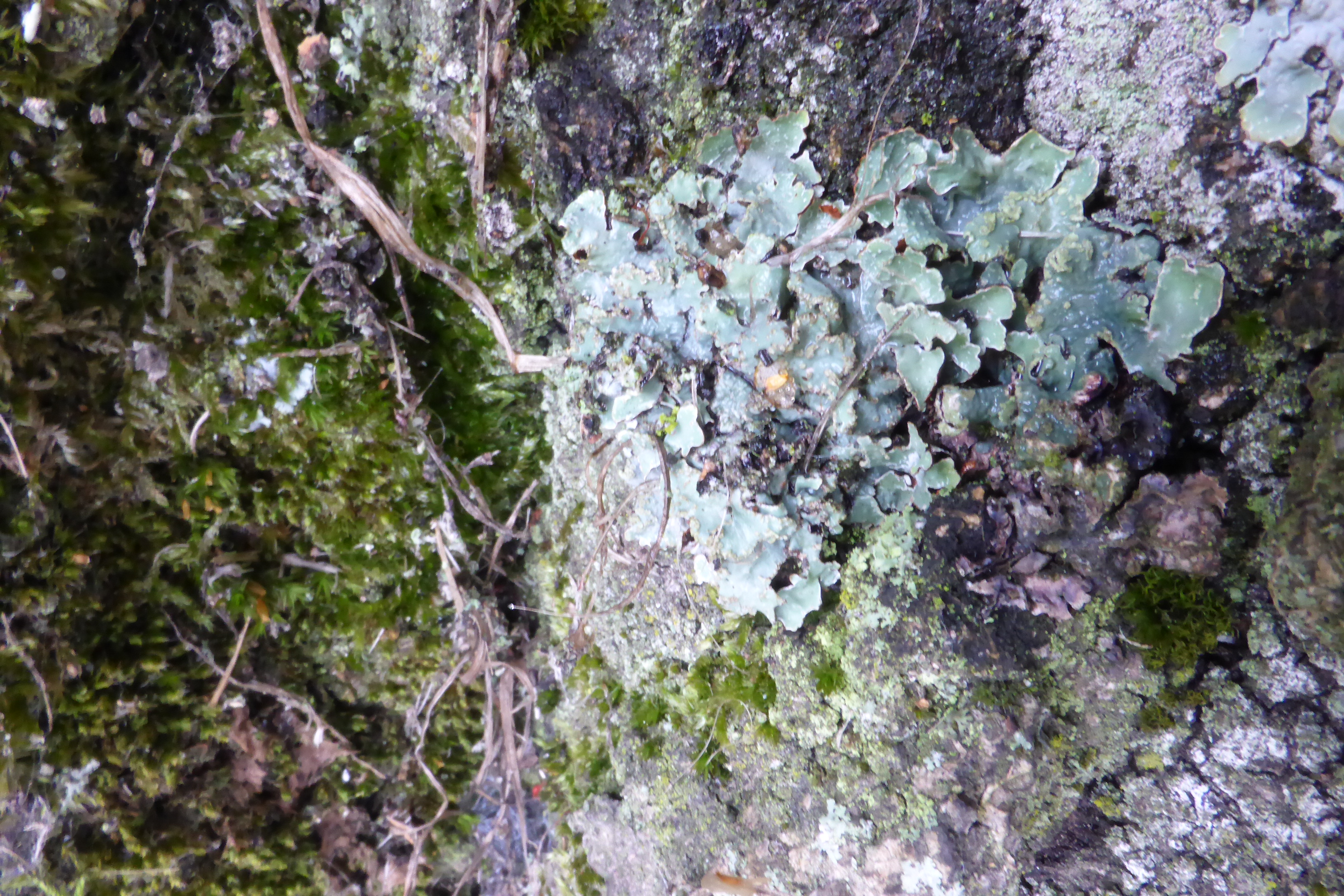 The Rainforest Fund Project: Distinguishing Punctelia subrudecta and ...