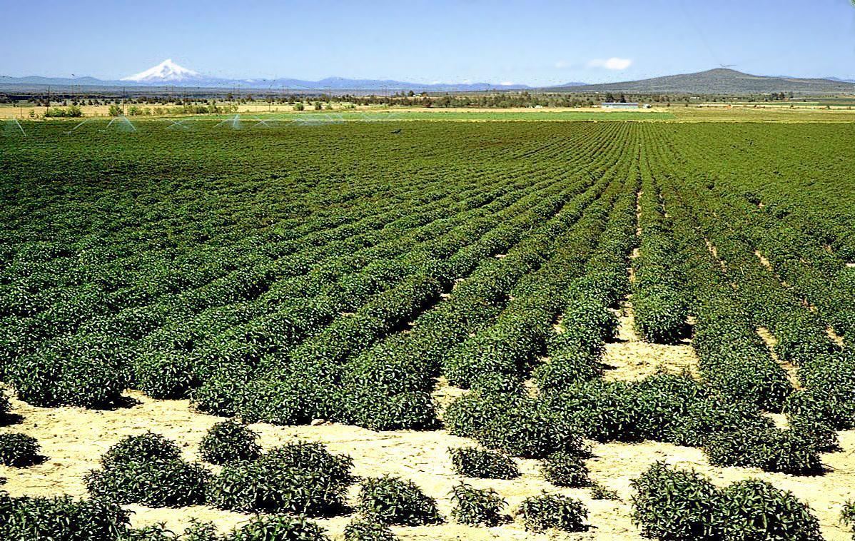 Kiss My Tractor: Mint to Be