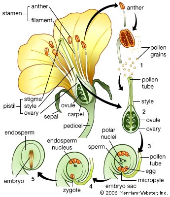 General Science Info: Flowering Plant