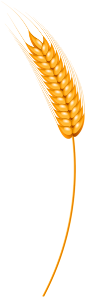 ® Gifs y Fondos Paz enla Tormenta ®: TRIGO