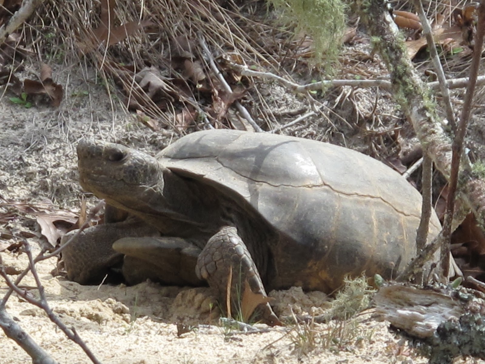 Life is short, but snakes are long: Recent conservation successes with ...