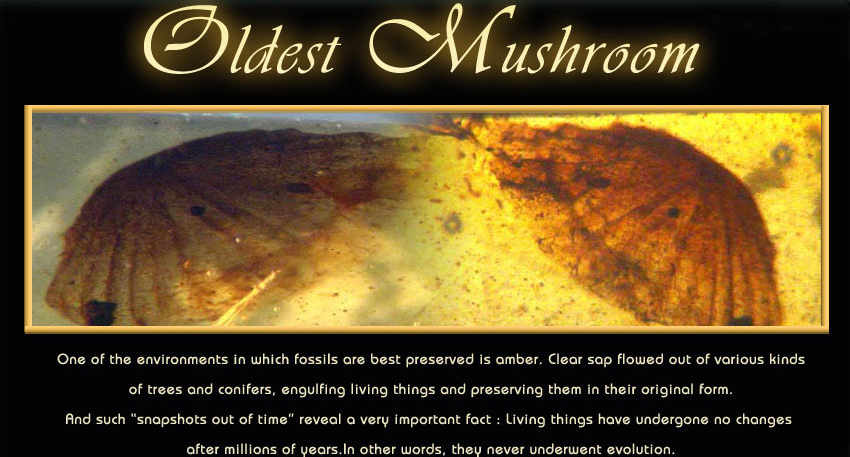 oldest mush room: THE OLDEST MUSHROOM IN THE WORLD, DATING BACK 100 ...
