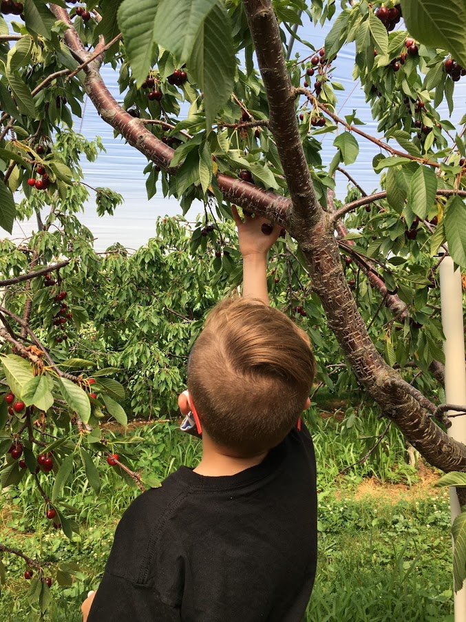 Tips to harvesting cherries - The Western New Yorker