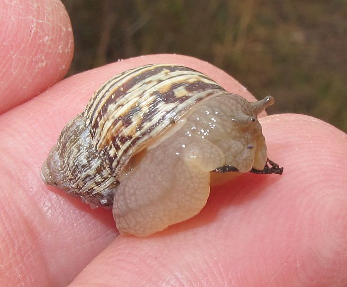 Esperance Fauna: Land Snails - Bothriembryon spp.