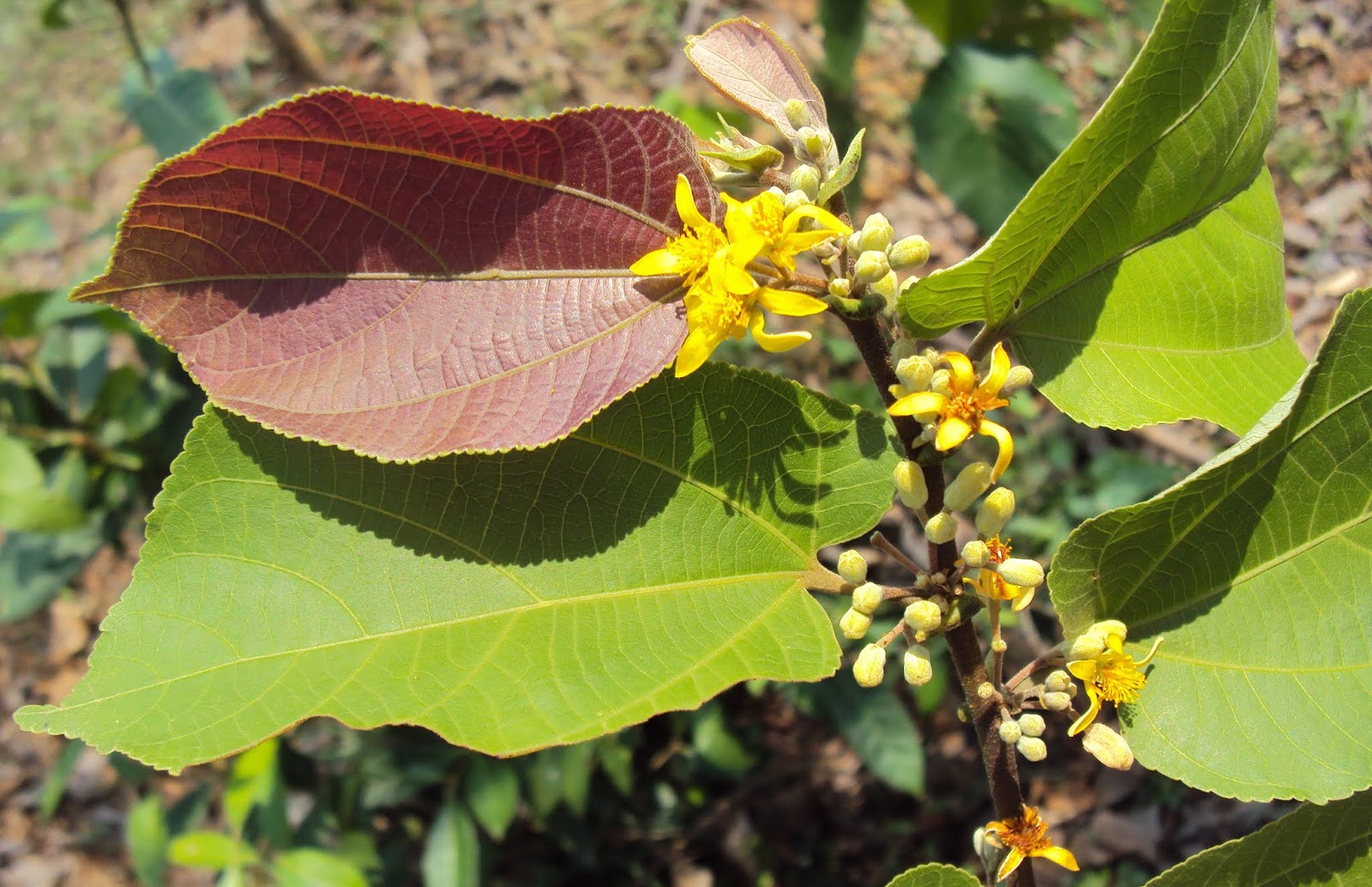 Flora-Hort. all about Horticulture, Floriculture and Landscaping ...