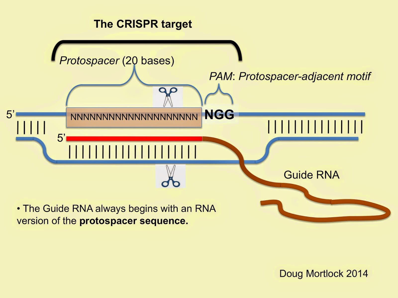A CRISPR blog / bibliography: Seamless correction of beta-thalassemia ...
