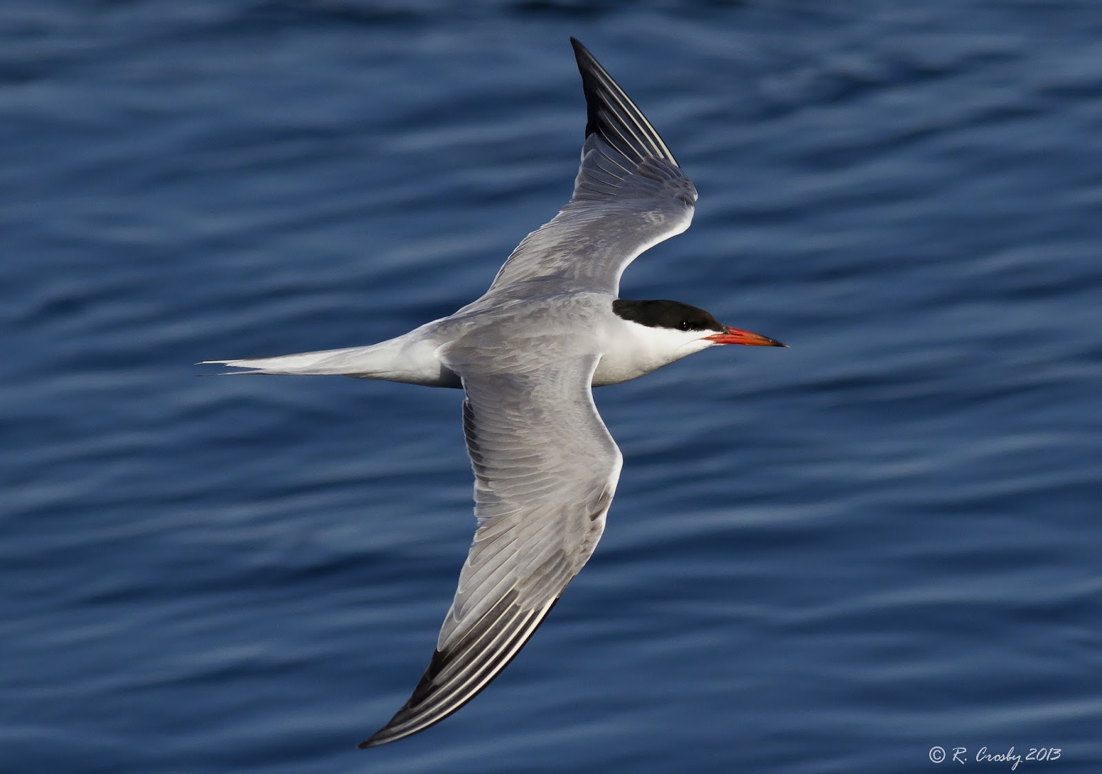 South Shore Birder: Common Tern