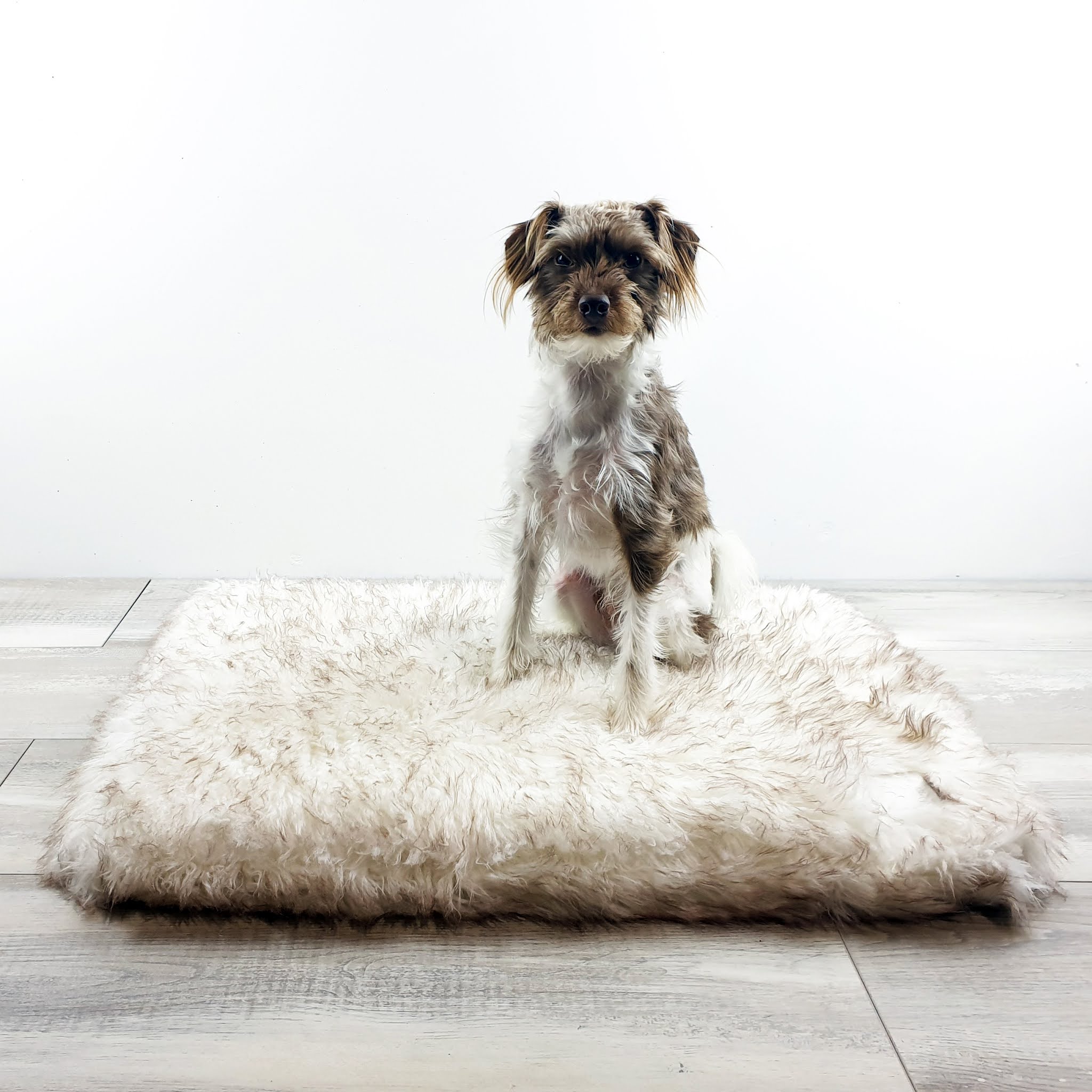 2021 Top Winter Warmers for Aussie Dogs | Australian Dog Lover