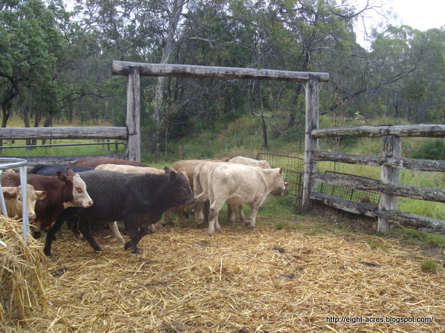 The beef cattle industry and us – Eight Acres Natural Living