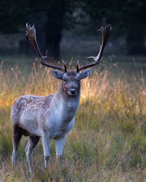 Deer Biography and all details of Dear